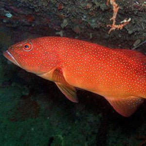 Plectropomus Leopardus– UltimViva Fishing Tackle